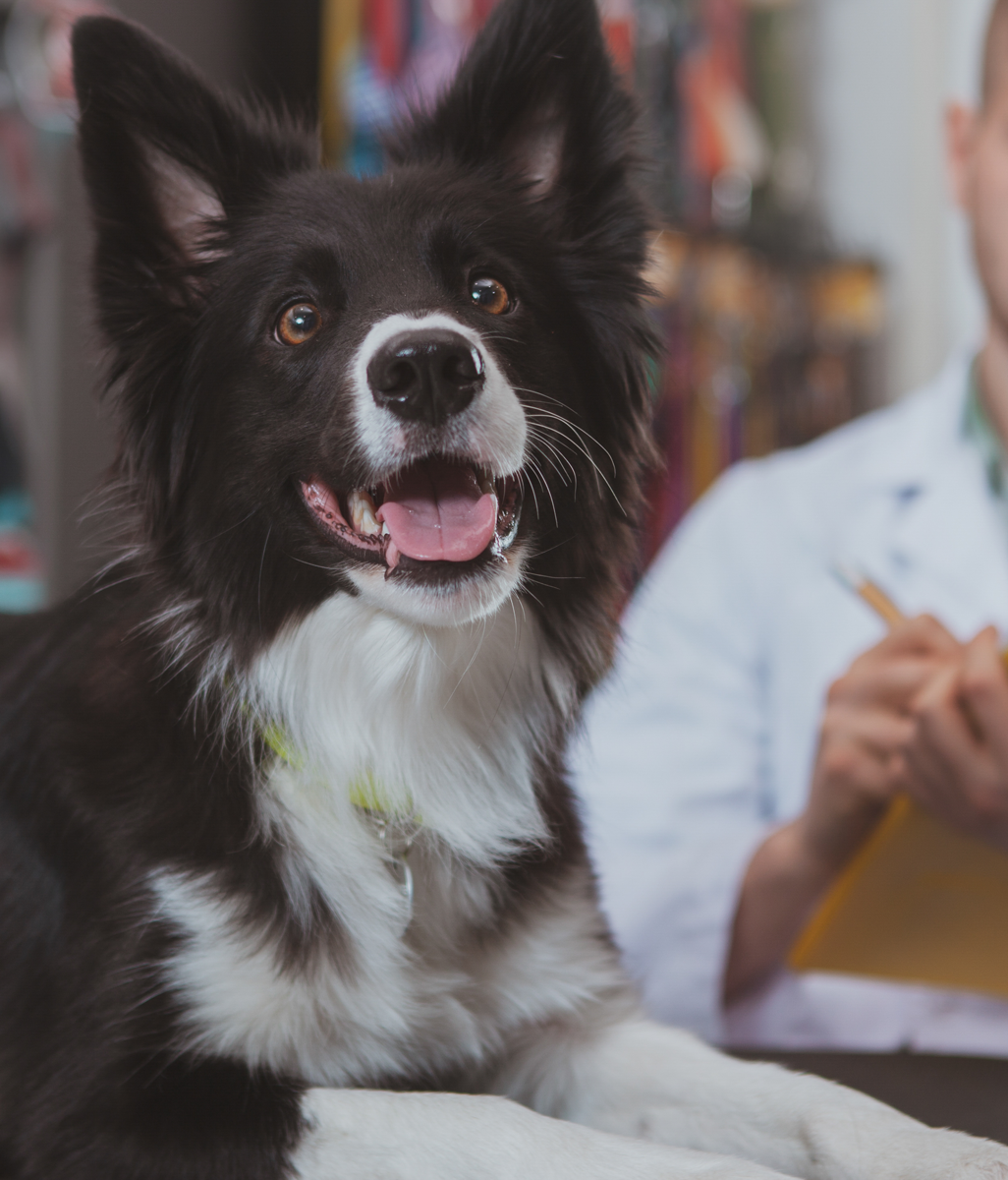 Comprehensive Dog Care Services | Pine Animal Hospital